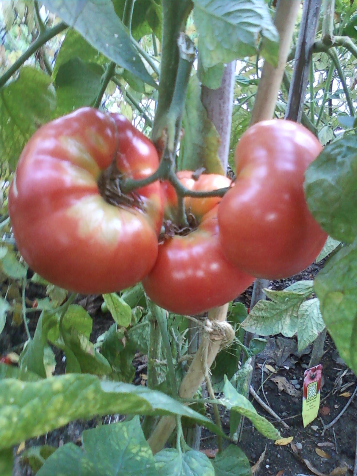 It’s Tomato Time! – Prospect Farm